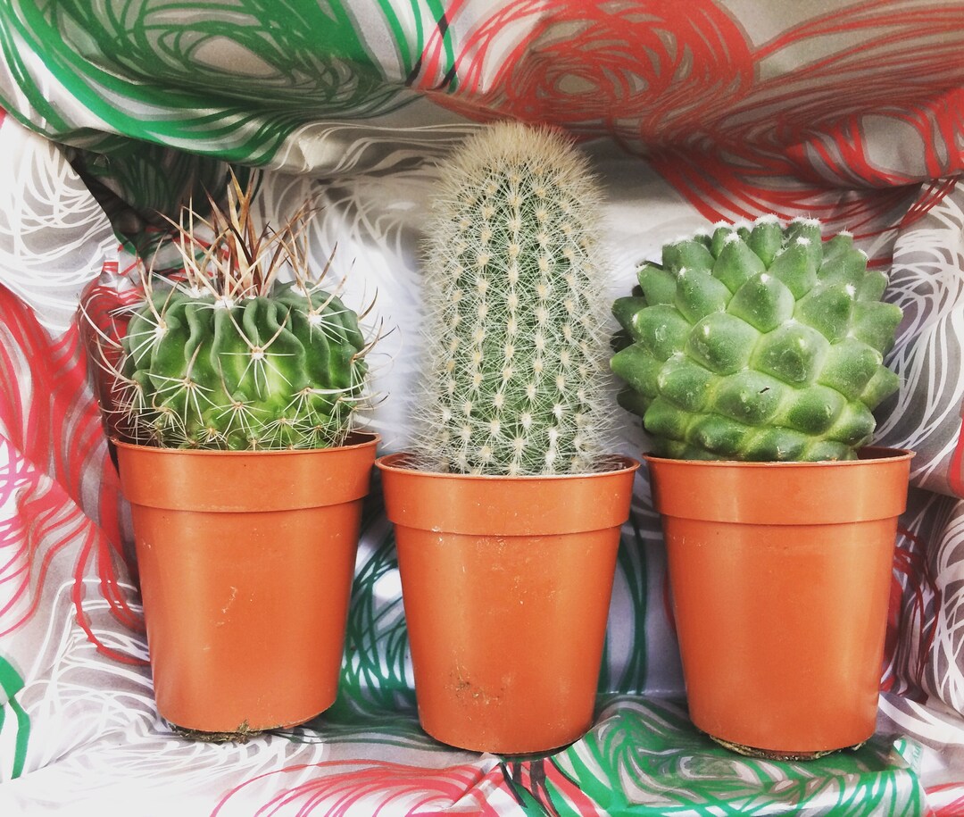 Cactus Gift Box, Box of 3 - Etsy