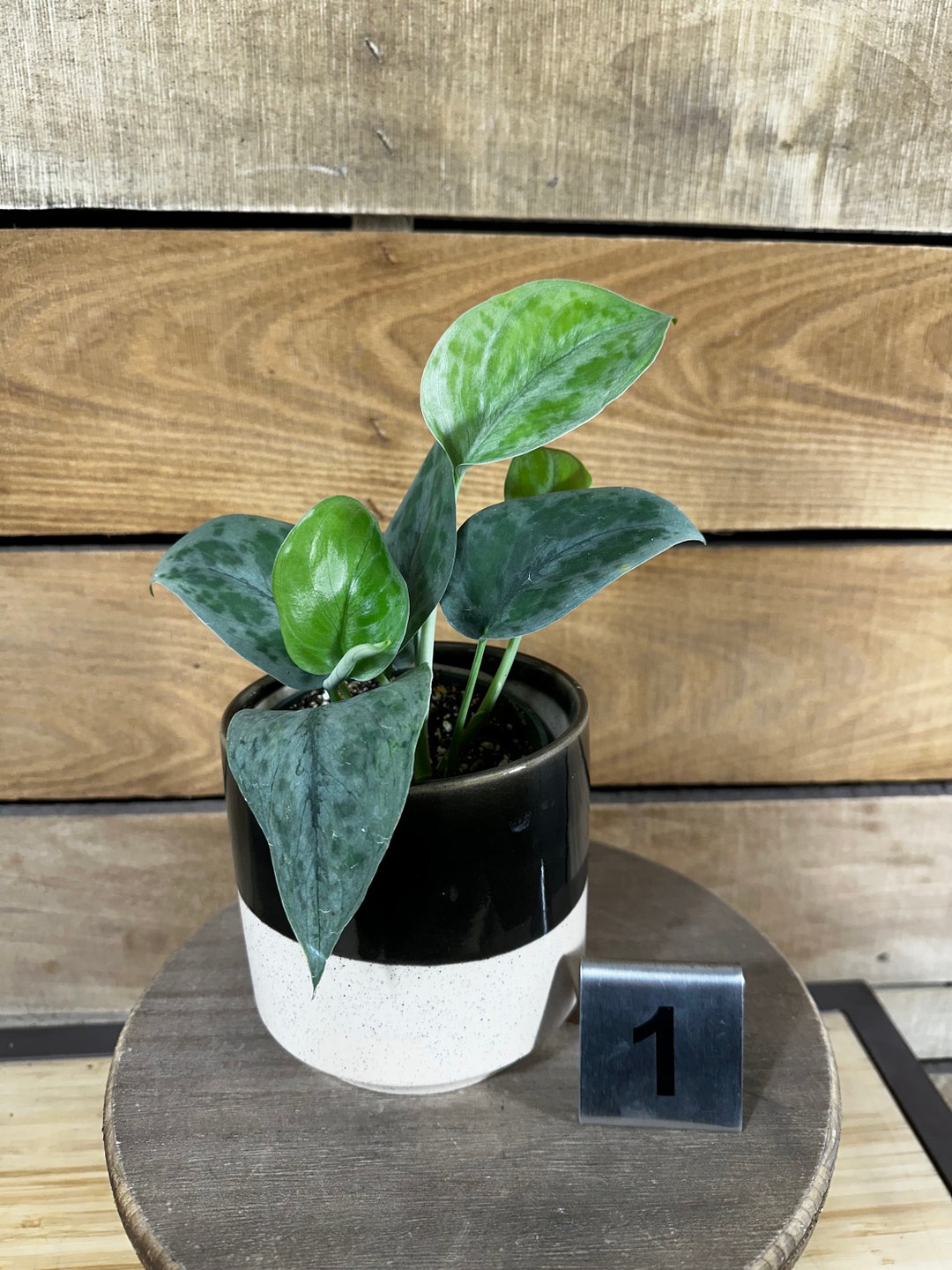 Scindapsus Tattoo Pick Your Plant, 4 Plant - Etsy