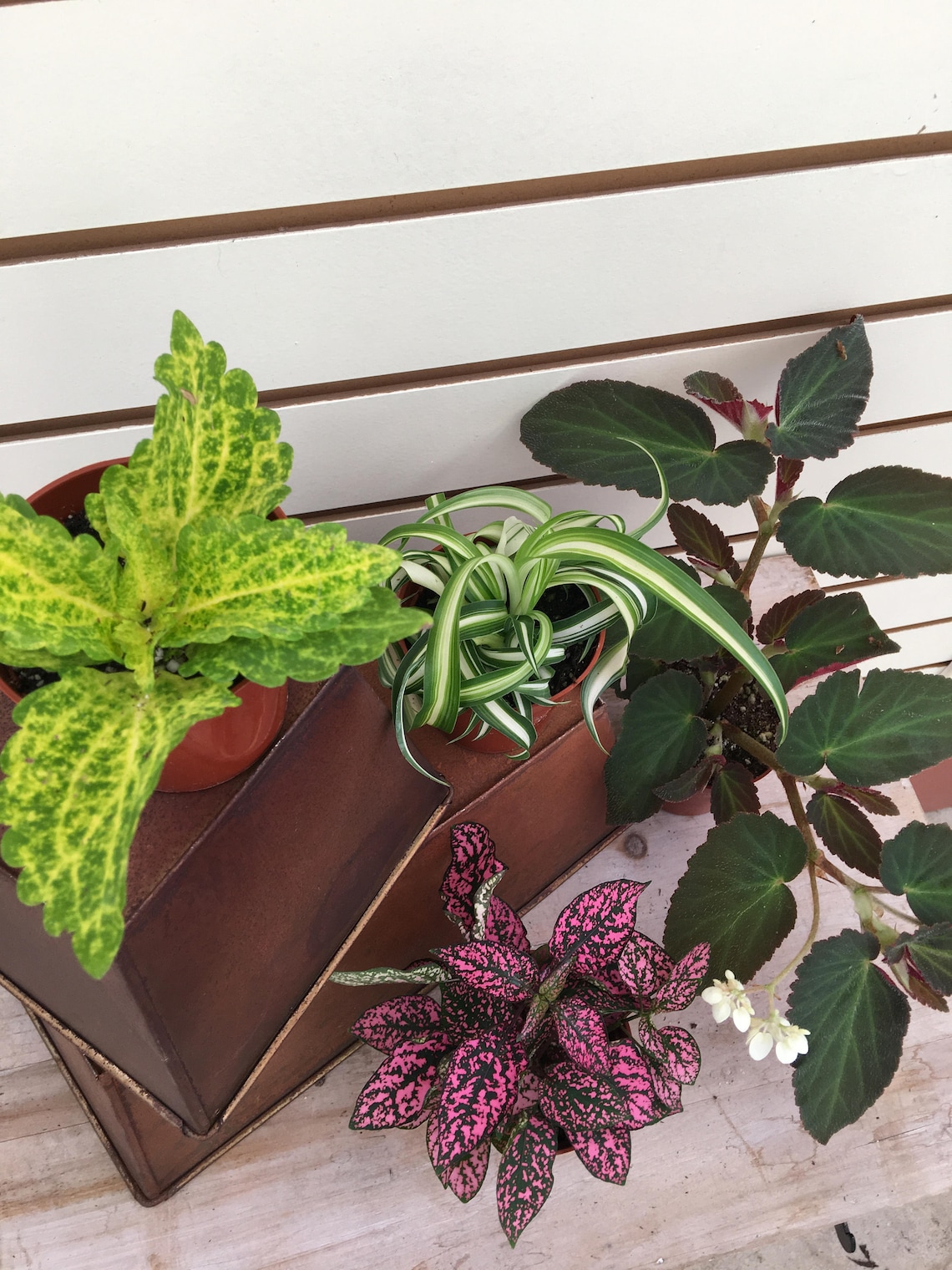 Foliage Gift Box Box of 4 - Etsy