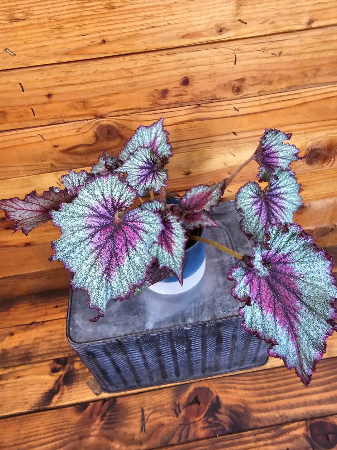 Begonia Rex Stardust, 4 Plant - Etsy