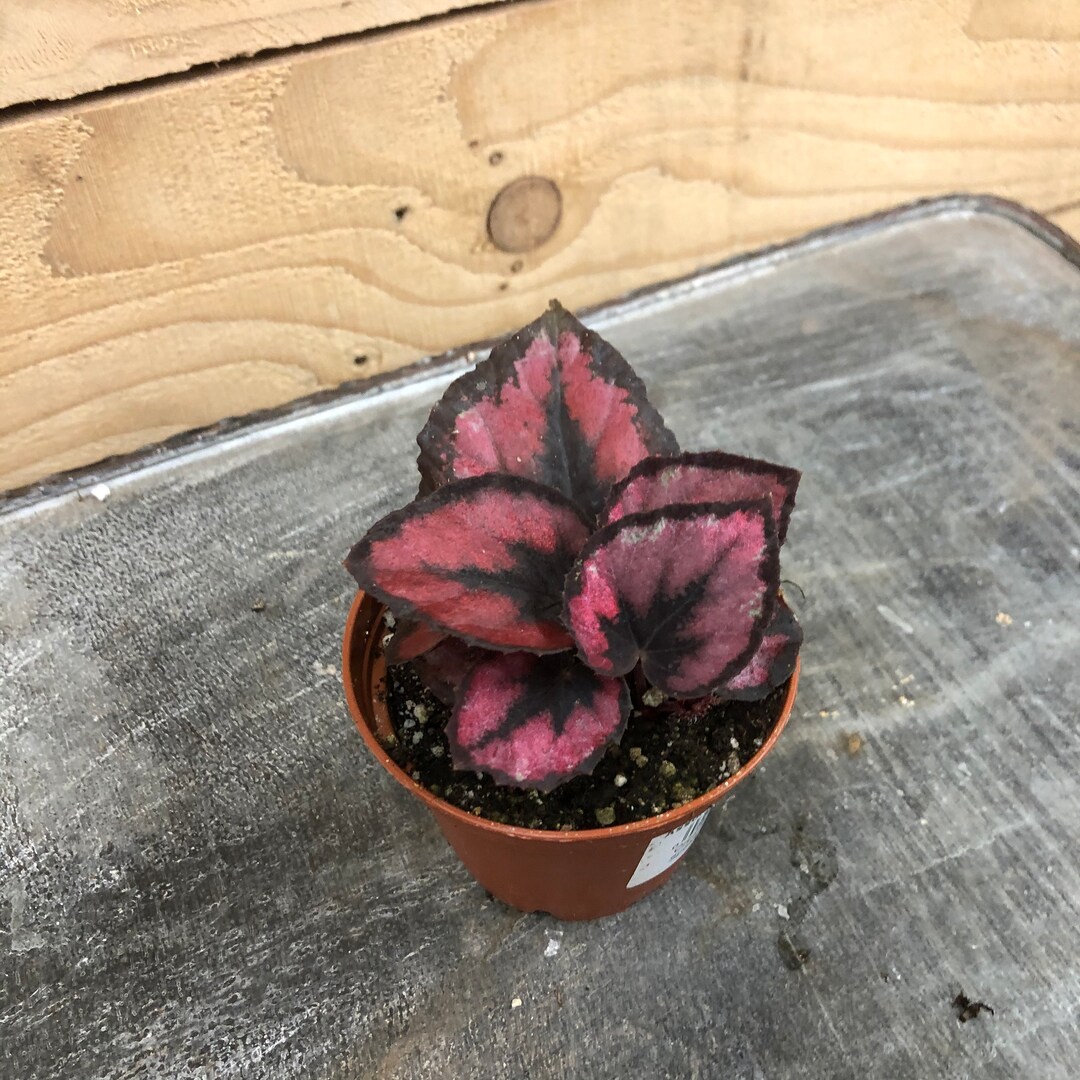 Begonia Rex Red Robin, 2" Plant - Etsy
