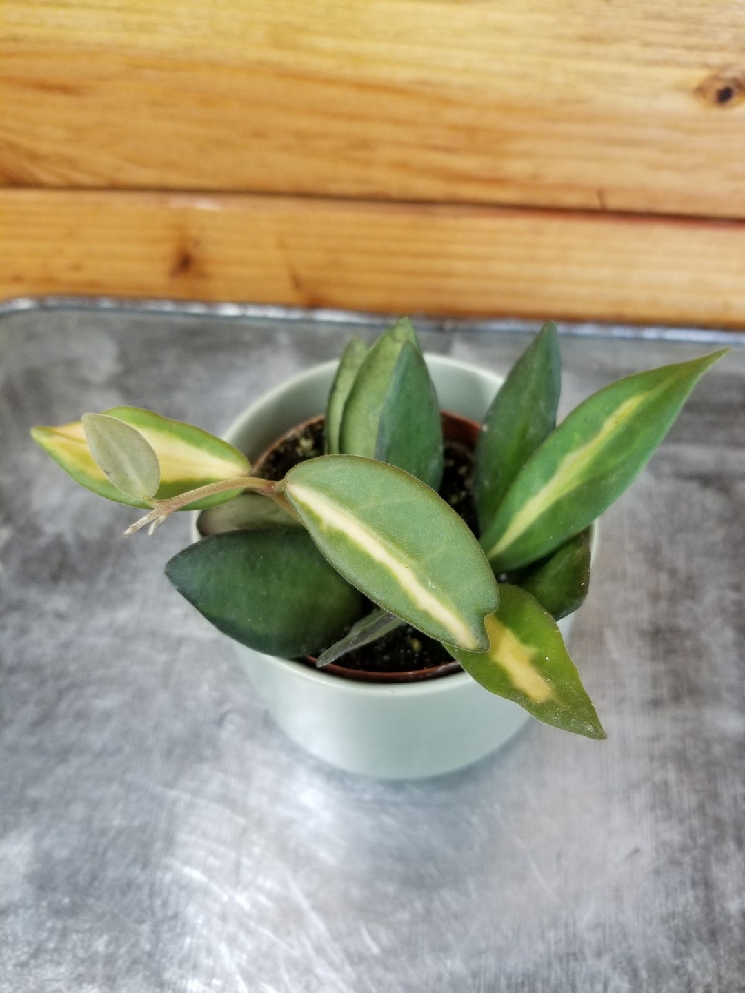 Hoya DS 70 Variegated, 2" Plant - Etsy