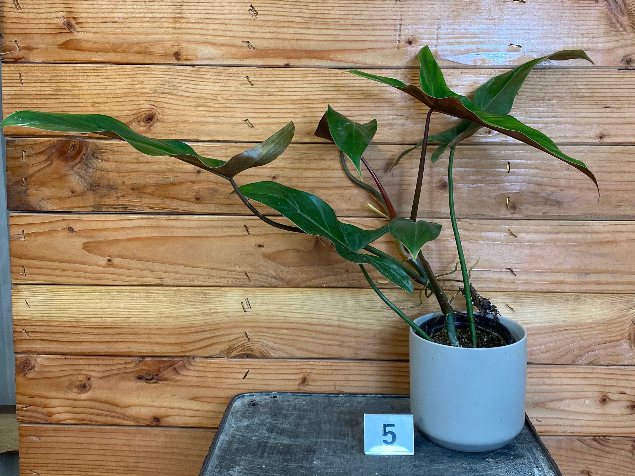 Philodendron Mexicanum Pick Your Plant 4 Plant - Etsy