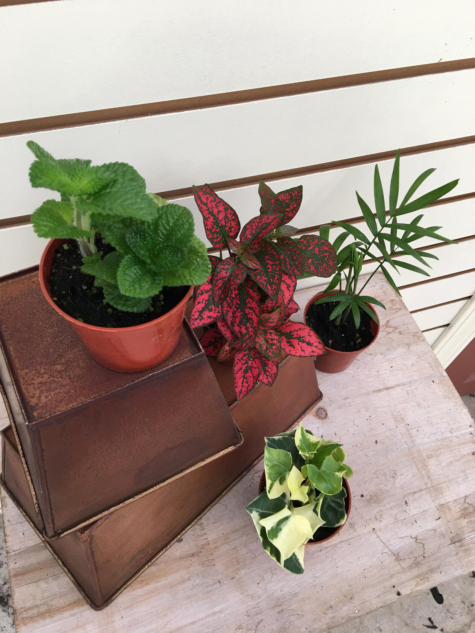 Foliage Gift Box Box of 4 - Etsy