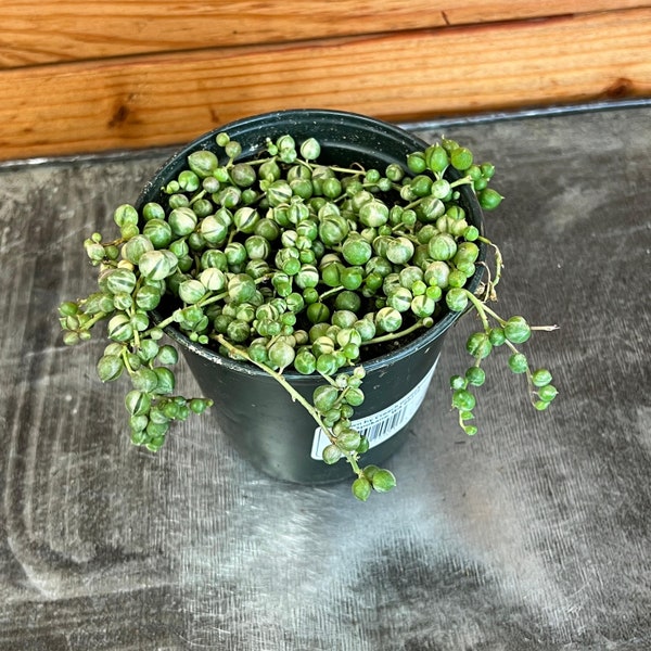 String of Pearls - Etsy