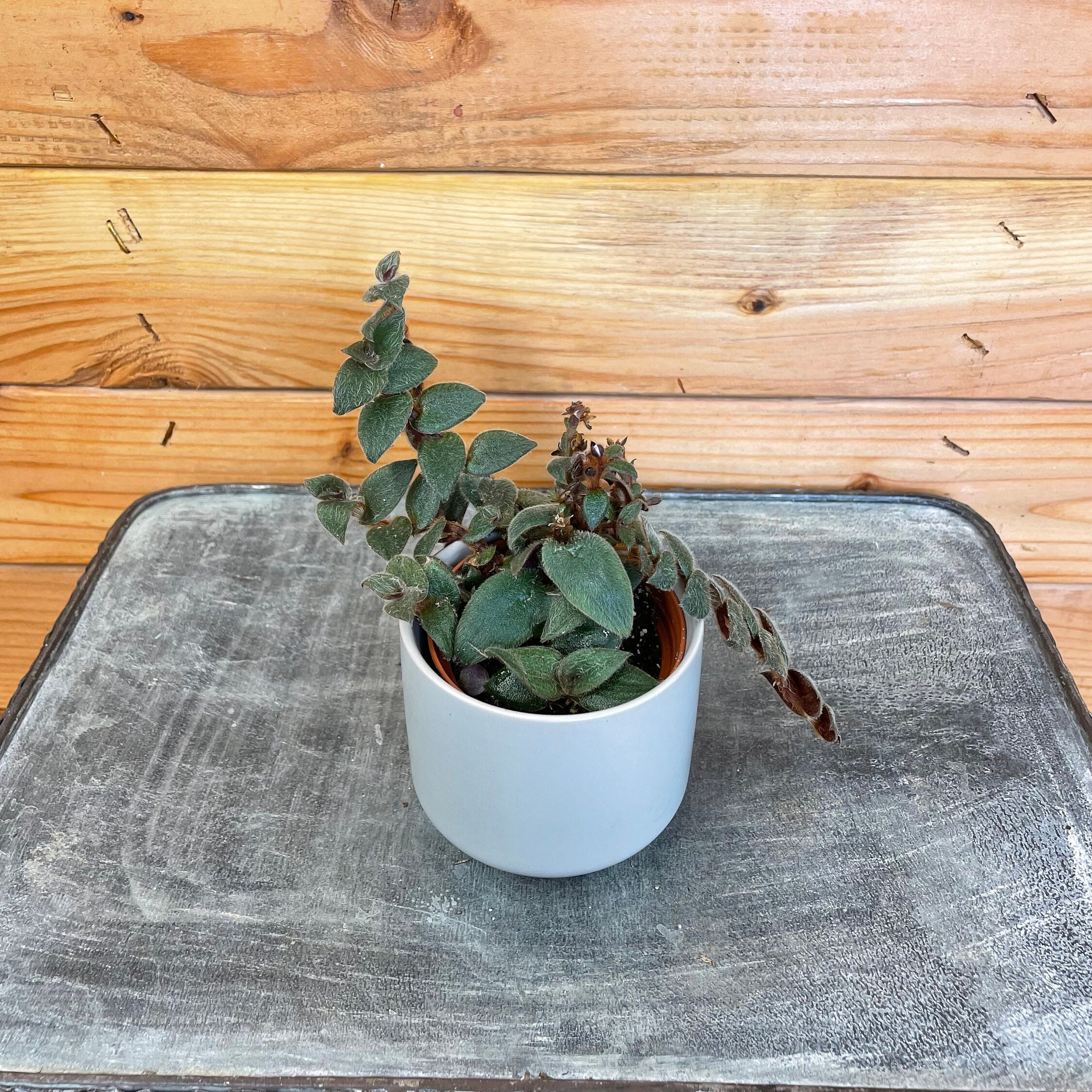 Cyanotis Kewensis Teddy Bear Vine 2 Plant - Etsy