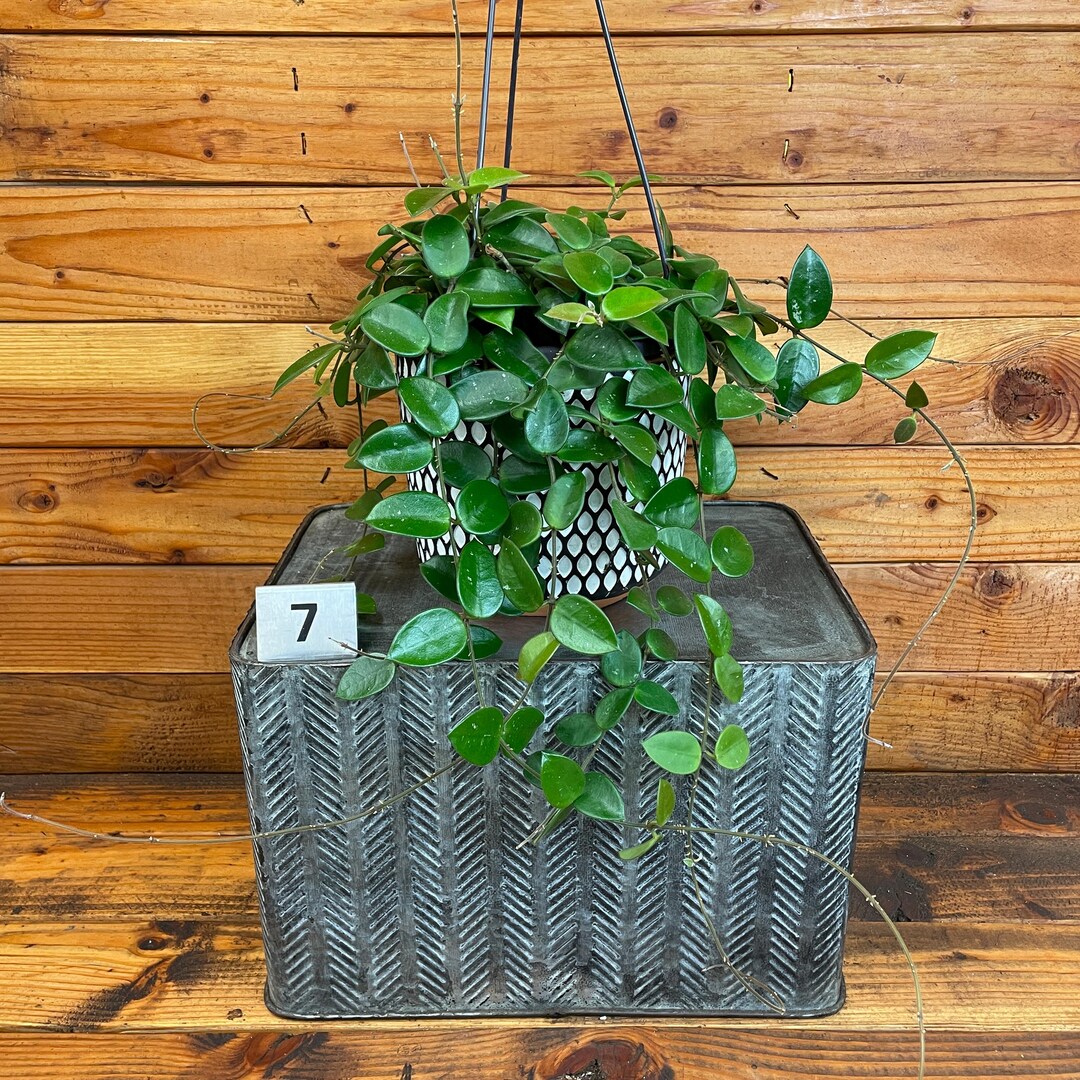 Hoya CV Chouke - Pick Your Plant, 6" Plant - Etsy