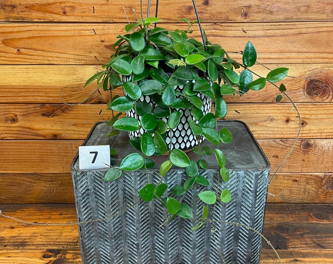Hoya CV Chouke - Pick Your Plant, 6" Plant - Etsy