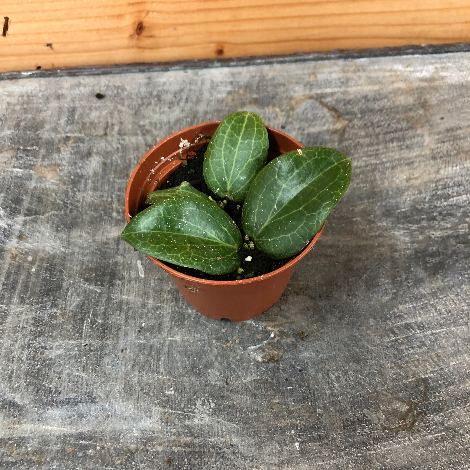 Hoya Fitchii 2 Plant - Etsy