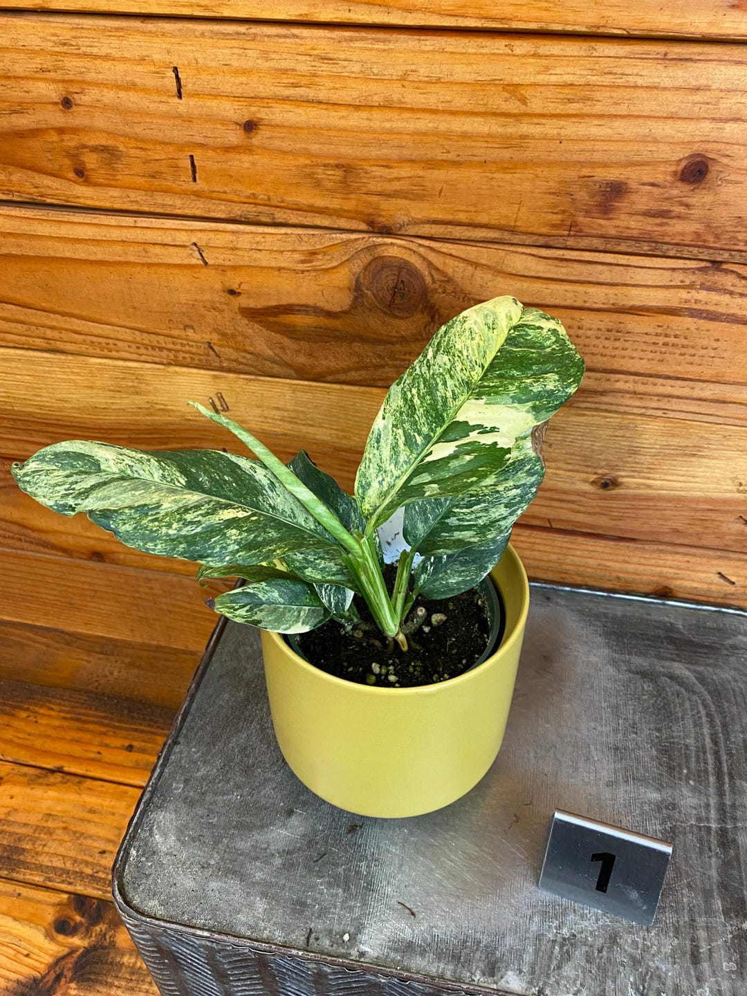 Rhaphidophora Puberula Variegated Pick Your Plant, 4 Plant - Etsy