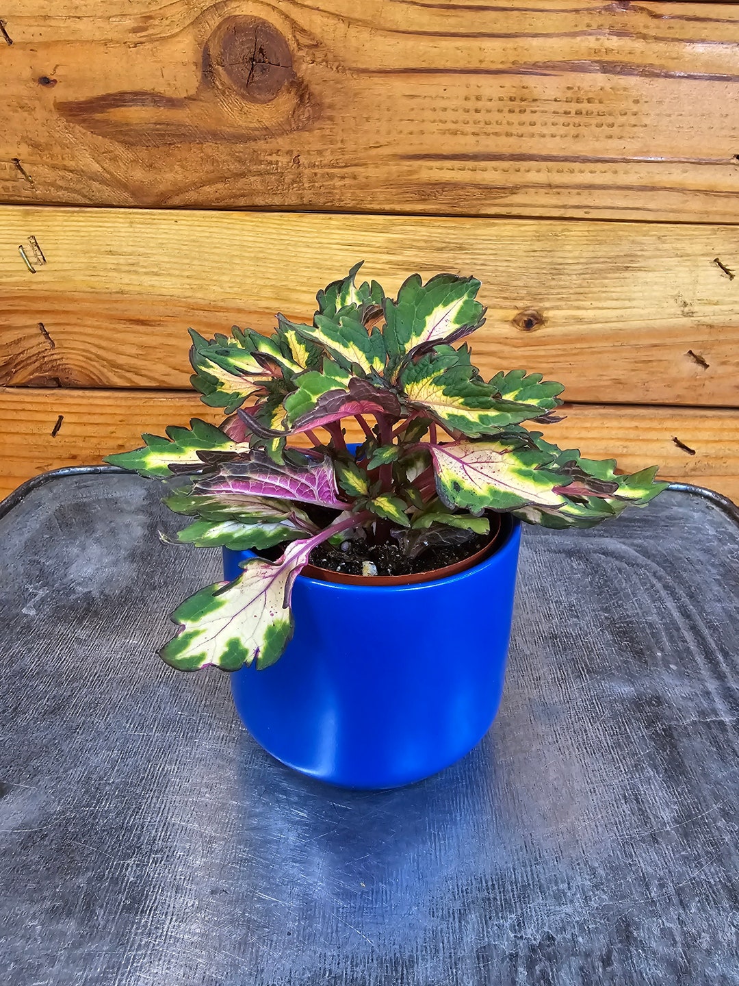 Coleus Down Town Miami Magic, 2" Plant - Etsy