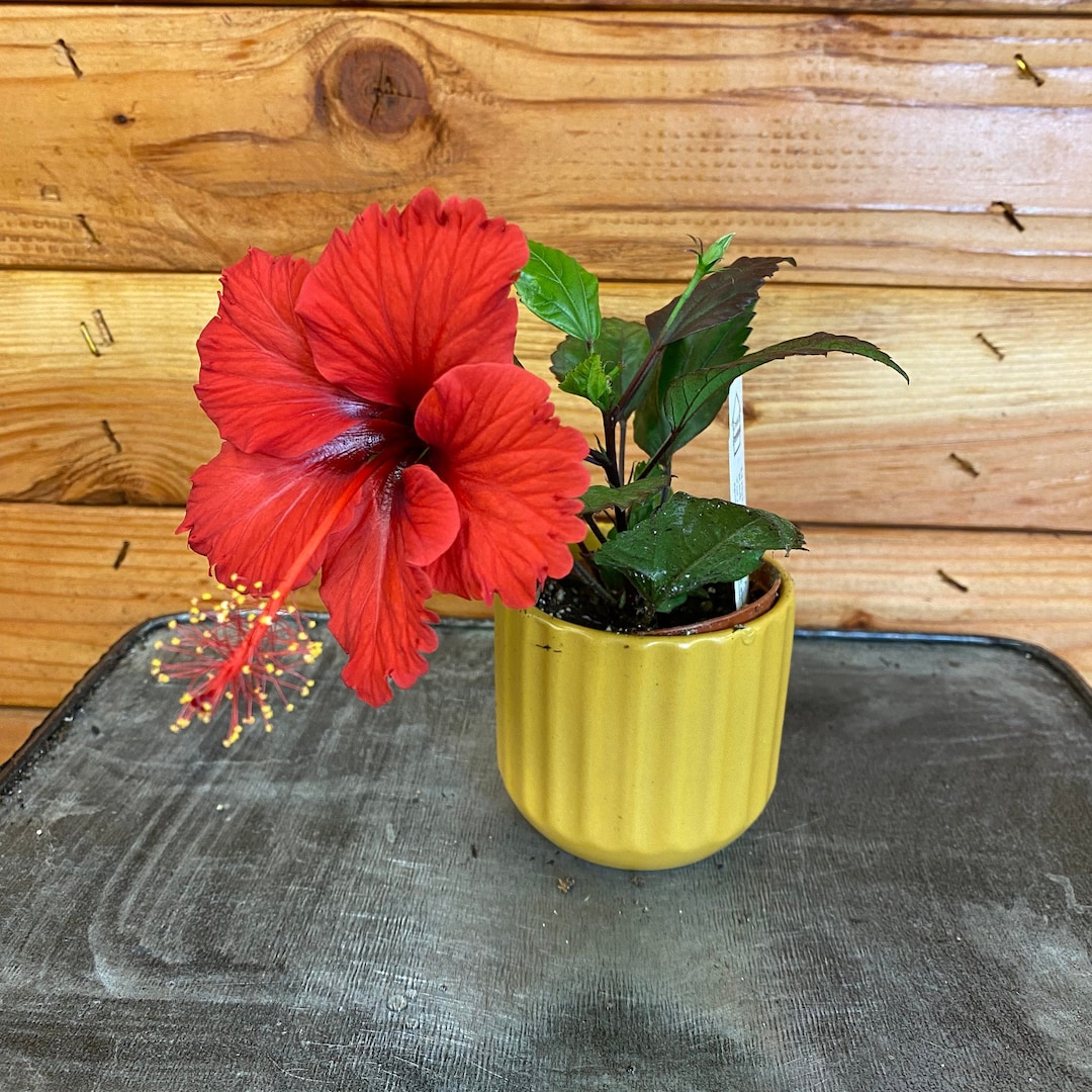 Hibiscus Red Hot Variegated 2 Plant - Etsy