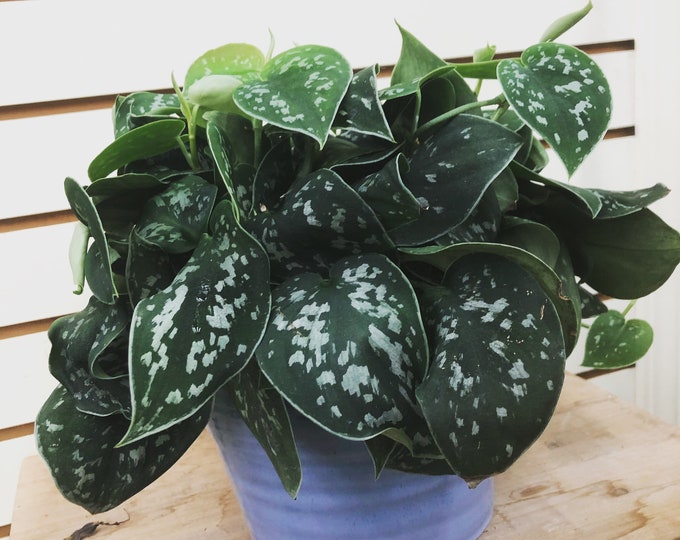 Pothos Picta Cuttings (5) - Etsy
