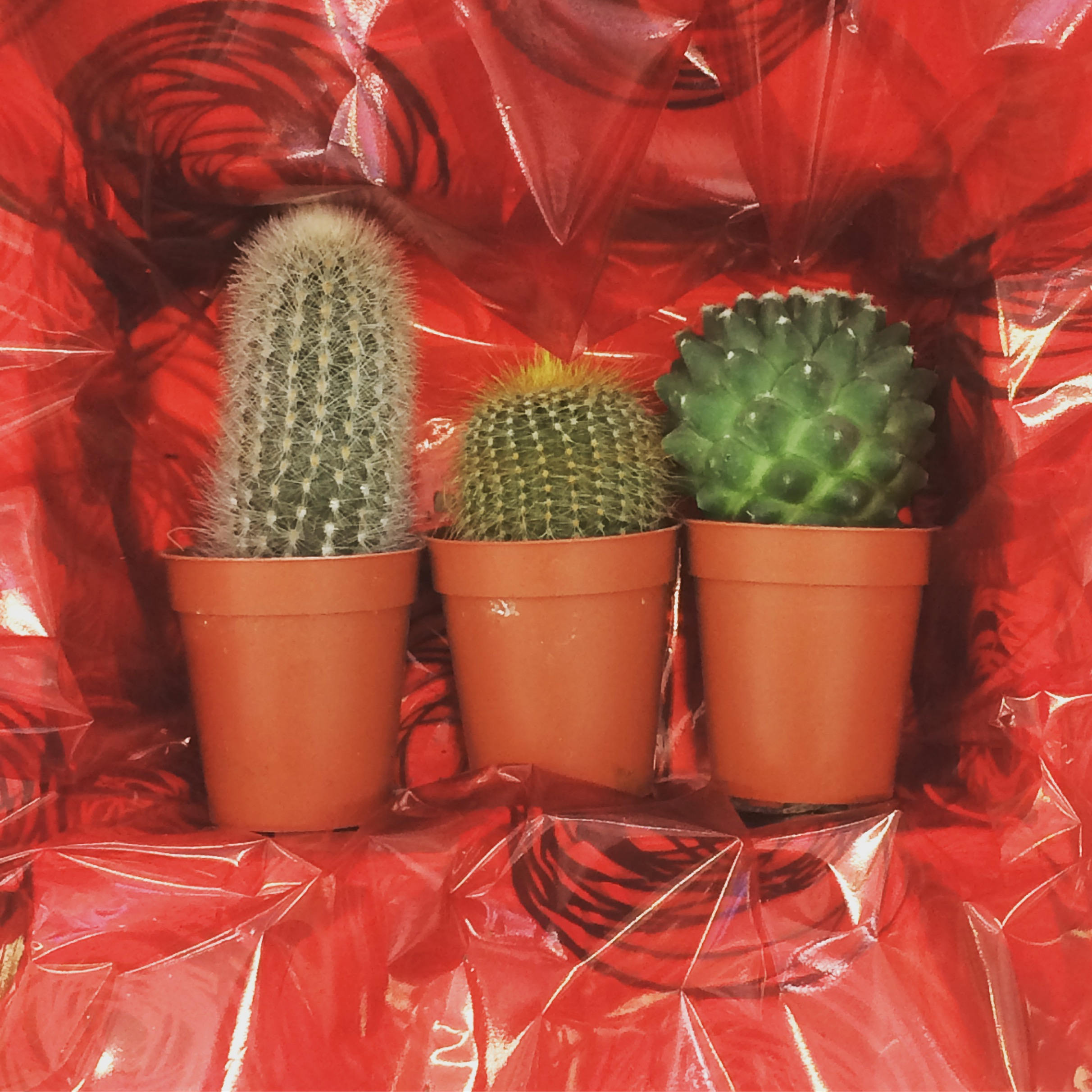 Cactus Gift Box Box of 3 | Etsy