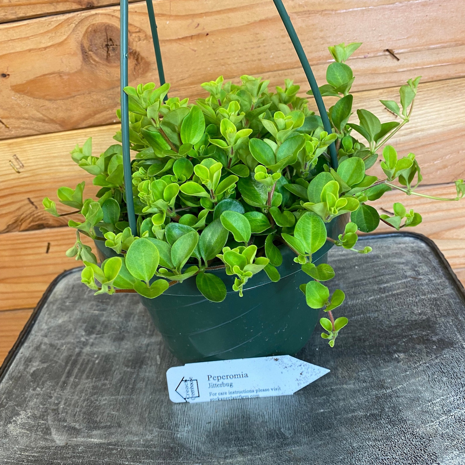 Peperomia Jitterbug 6 Plant | Etsy