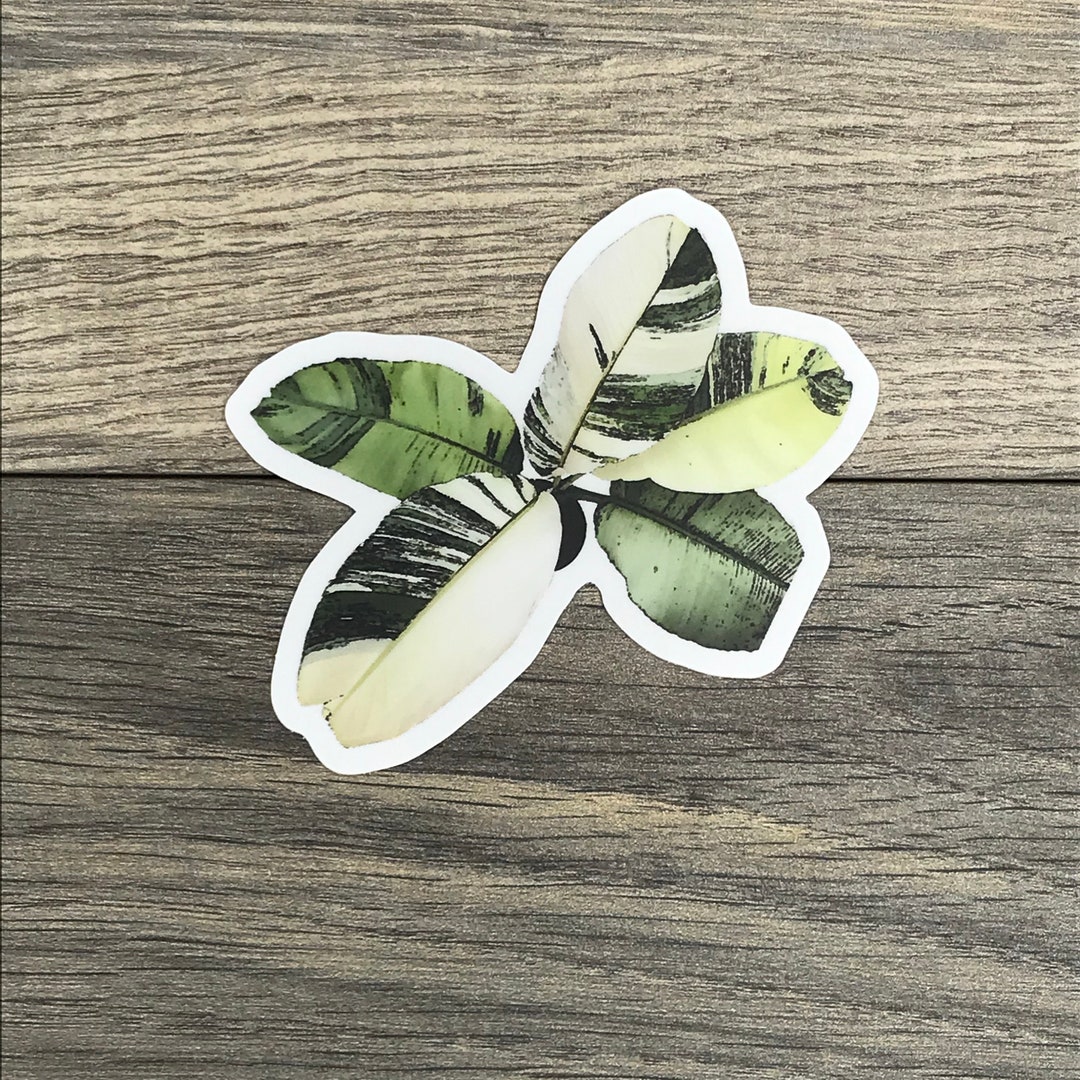 Musa Variegated Banana Sticker - Etsy