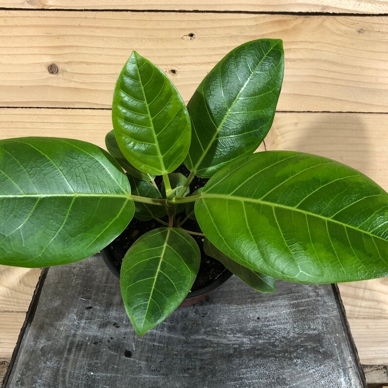 Ficus Altissima Yellow Gem 6 Plant | Etsy
