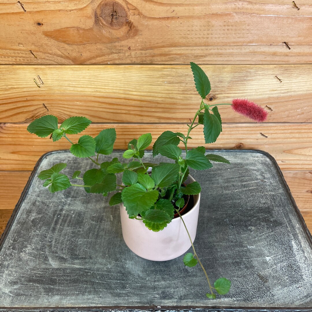 Acalypha Pendula Strawberry Firetails, 2" Plant - Etsy