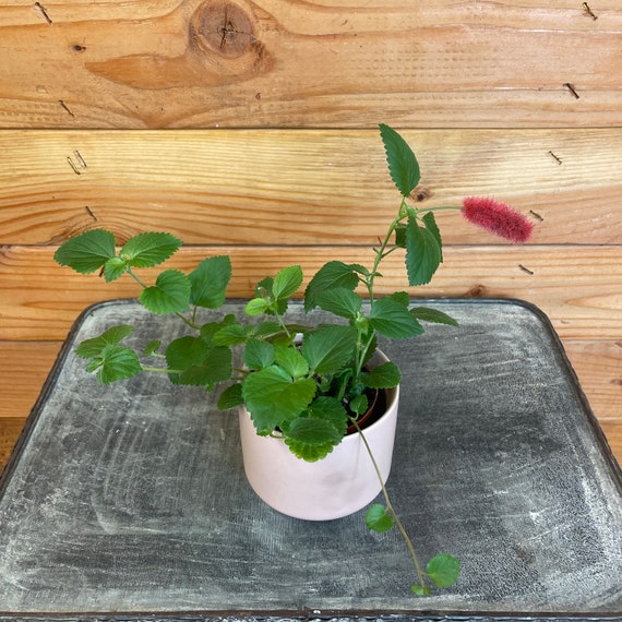Acalypha Pendula Strawberry Firetails 2 Plant - Etsy