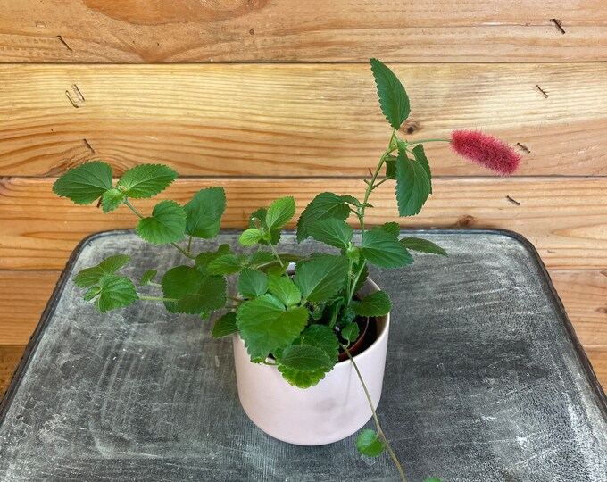 Acalypha Pendula Strawberry Firetails 2 Plant - Etsy