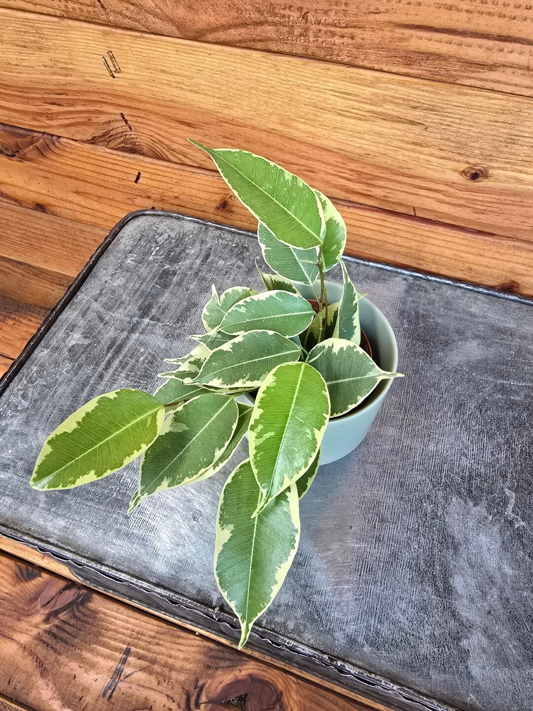 Ficus Weeping Benjamina Starlight, 2" Plant - Etsy