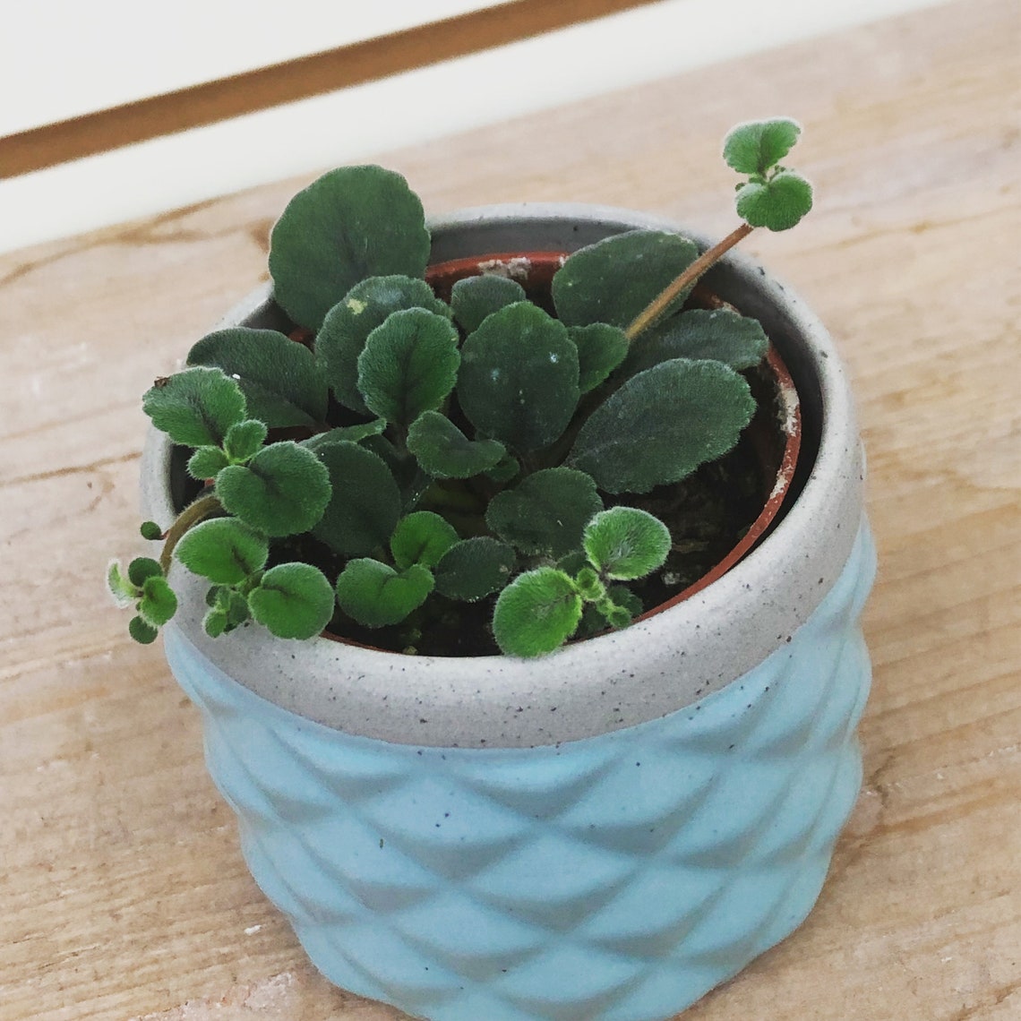 Alsobia Dianthiflora Lace Flower 2 Plant | Etsy