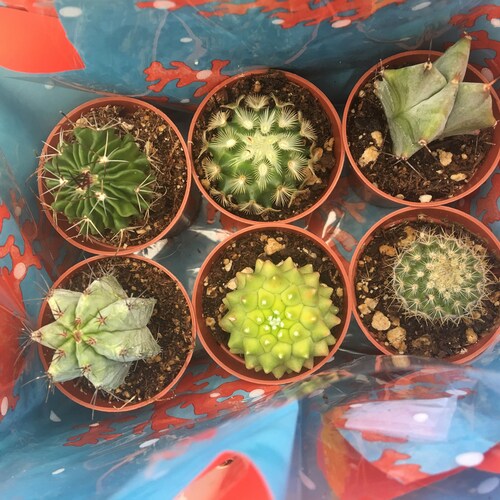 Cactus Gift Box Box of 6 - Etsy