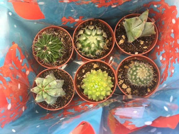 Cactus Gift Box Box of 6 | Etsy