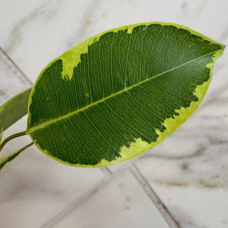 Ficus Weeping Benjamina Variegated, 4" Plant - Etsy