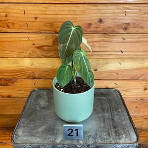 Philodendron Melanochrysum Variegated Pick Your Plant - Etsy