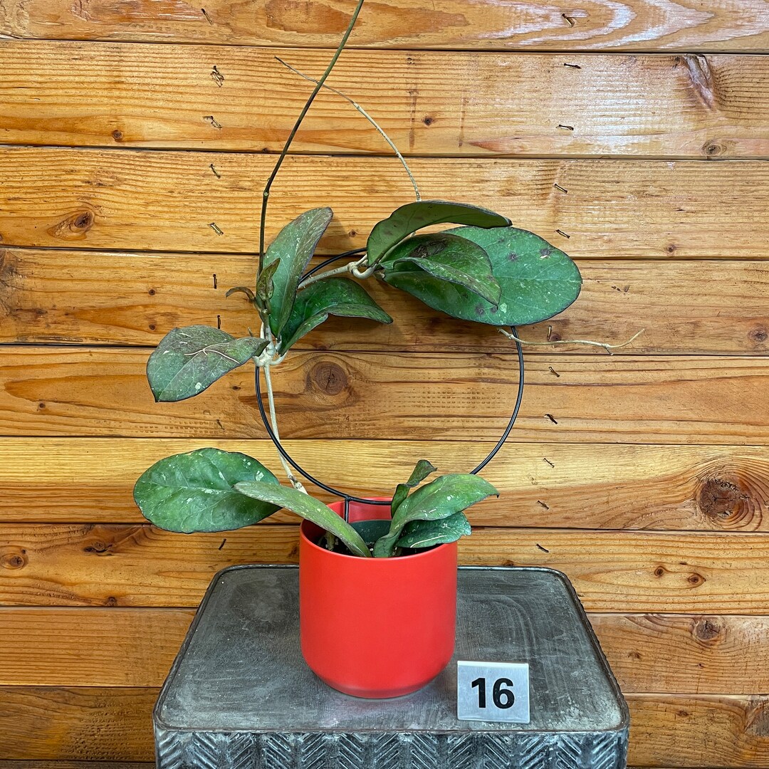 Hoya AH 041 on Hoop Pick Your Plant, 4 Plant - Etsy