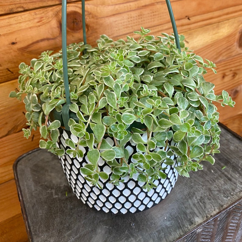 Sedum Makinoi Variegata Succulent 6 Plant - Etsy