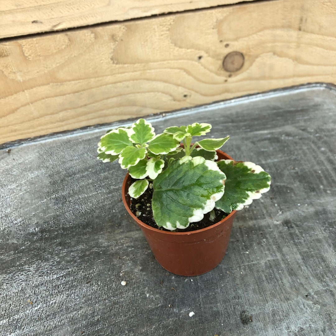 Plectranthus Swedish Ivy Mint, 2" Plant - Etsy