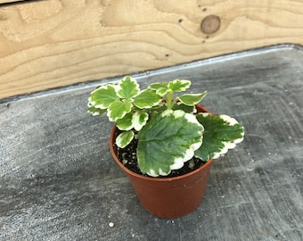Golden Lemon Swedish Ivy Plectranthus in Mint Family Has a Light Lime ...