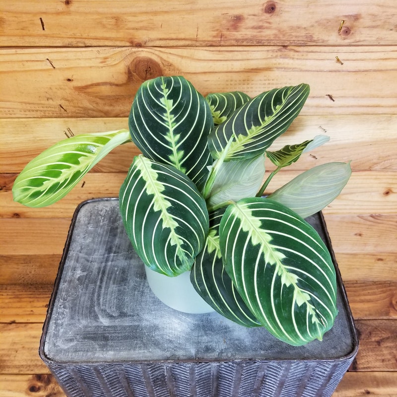 Pothos Plant for Bathroom - Etsy