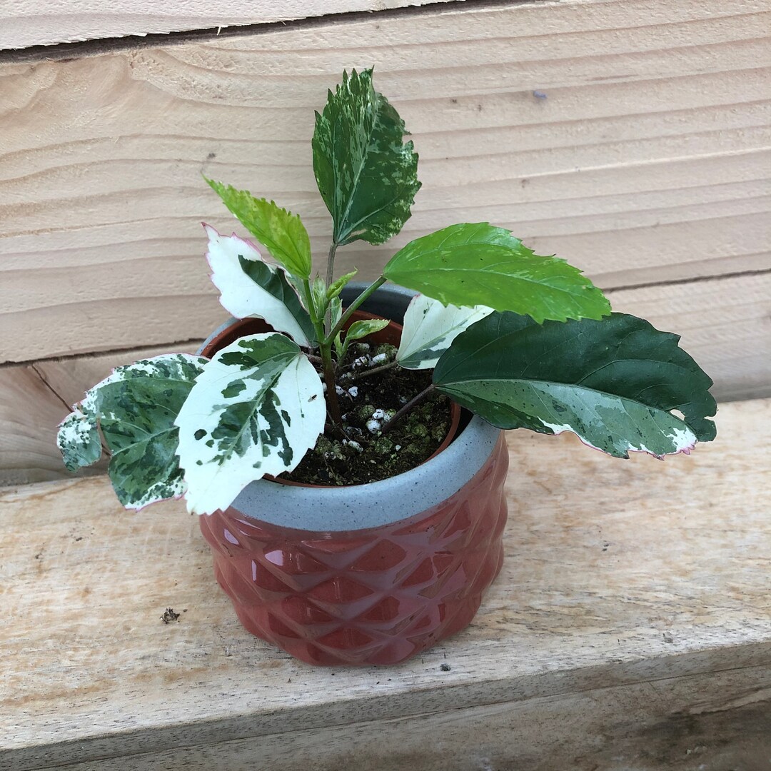 Hibiscus Snow Queen Plant 2" - Etsy