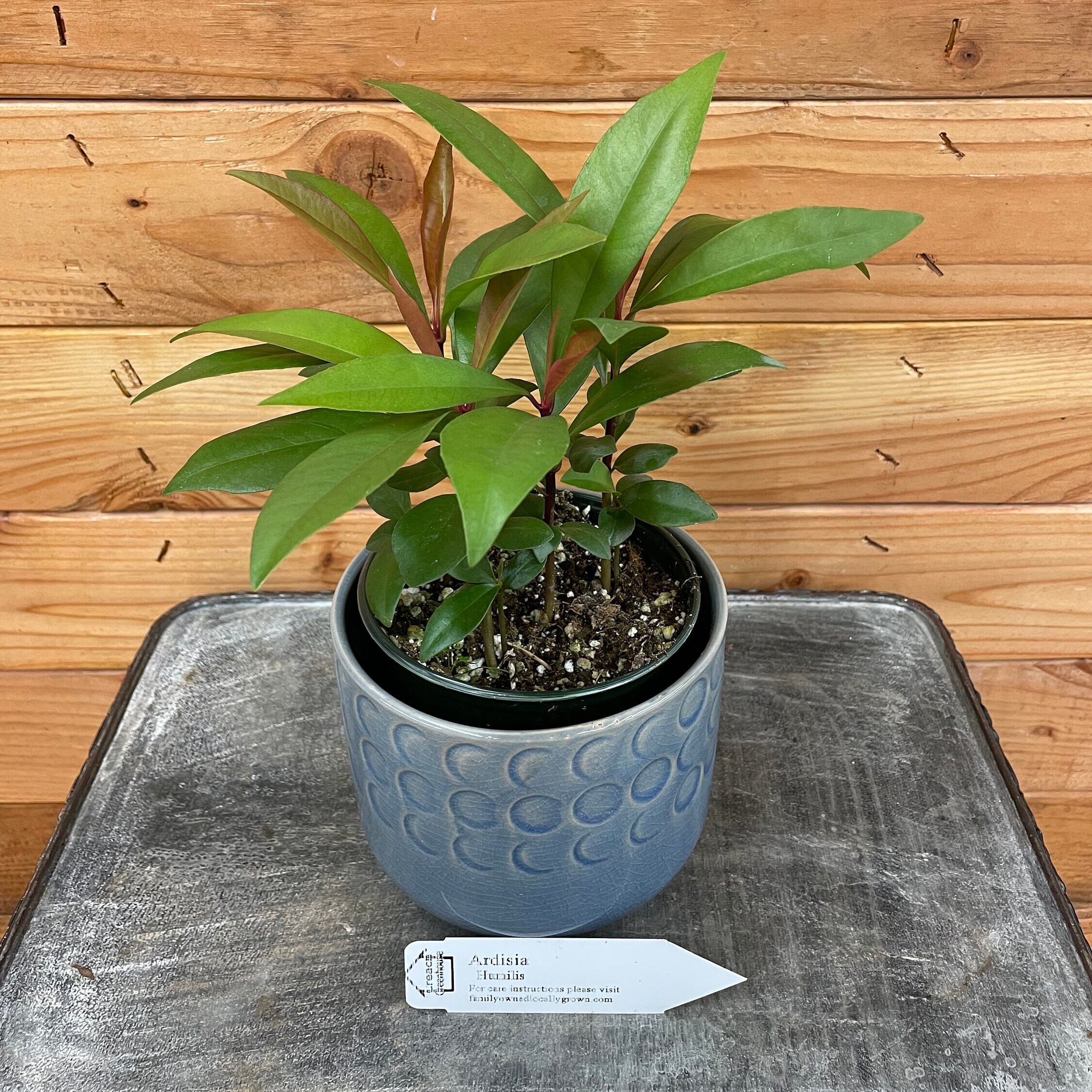 Ardisia Humilis Jet Berry 4 Plant - Etsy Australia