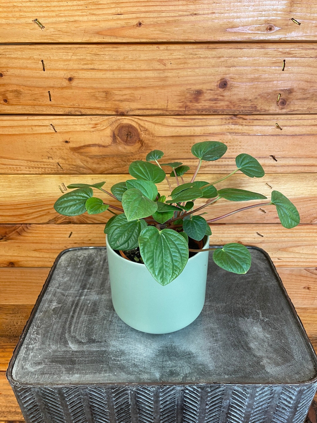 Peperomia Rana Verde, 4" Plant - Etsy