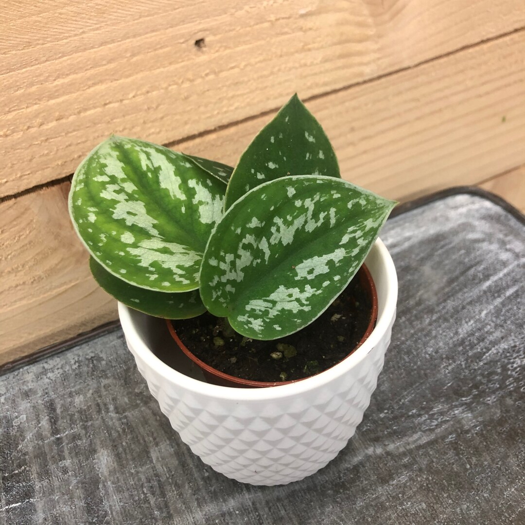 Scindapsus Picta - 2" Plant - Etsy