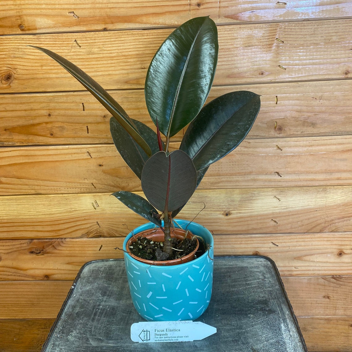 Ficus Burgundy 4 Plant - Etsy