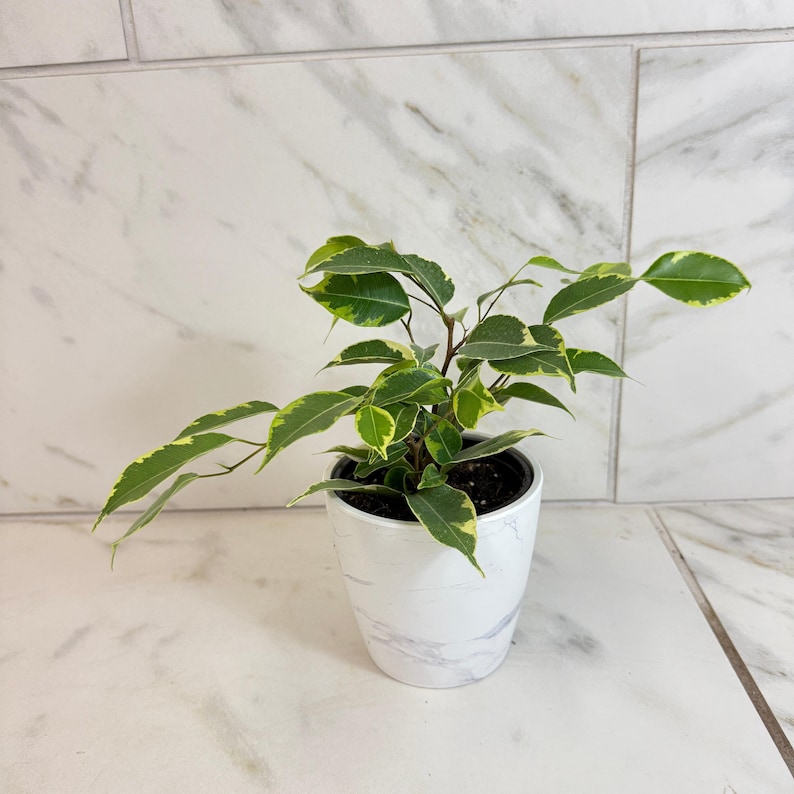 Ficus Weeping Benjamina Variegated, 4" Plant - Etsy