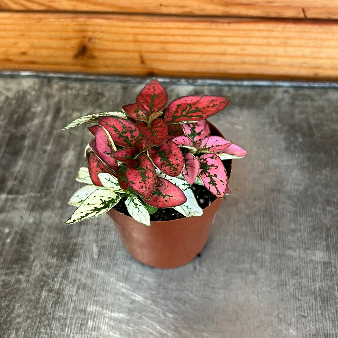Hypoestes Polka Dot Plant Mixed Color, 2 Plant - Etsy