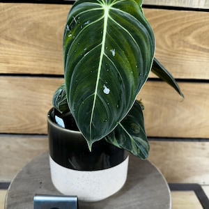 Philodendron Melanochrysum Variegated - Pick Your Plant, 4" Plant - Etsy
