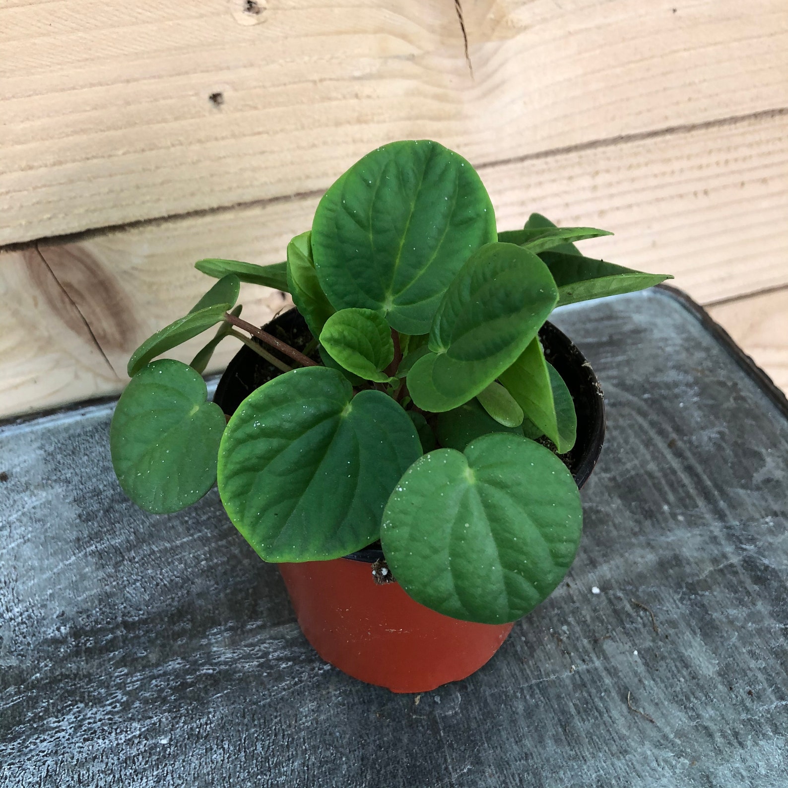 Peperomia Rana Verde 4 Plant | Etsy