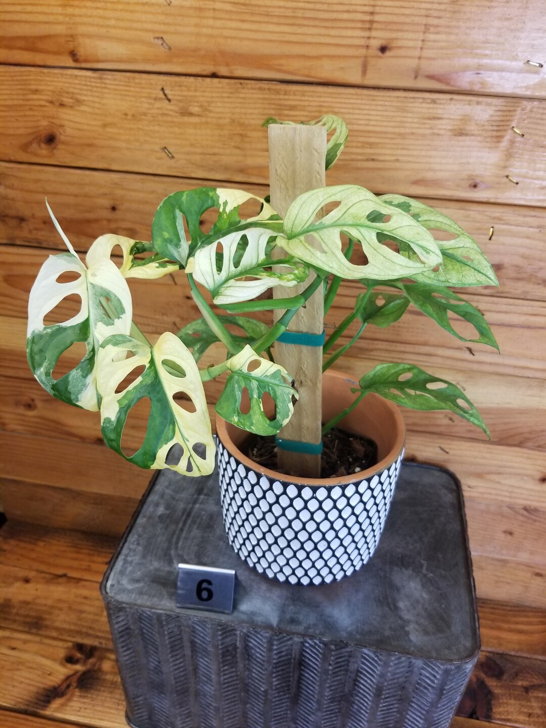 Monstera Adansonii White Variegated on Plank Pick Your Plant, 4 Plant ...