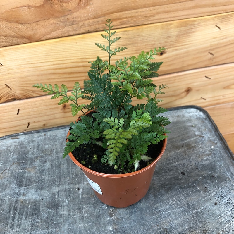 Rabbit Foot Fern - Etsy