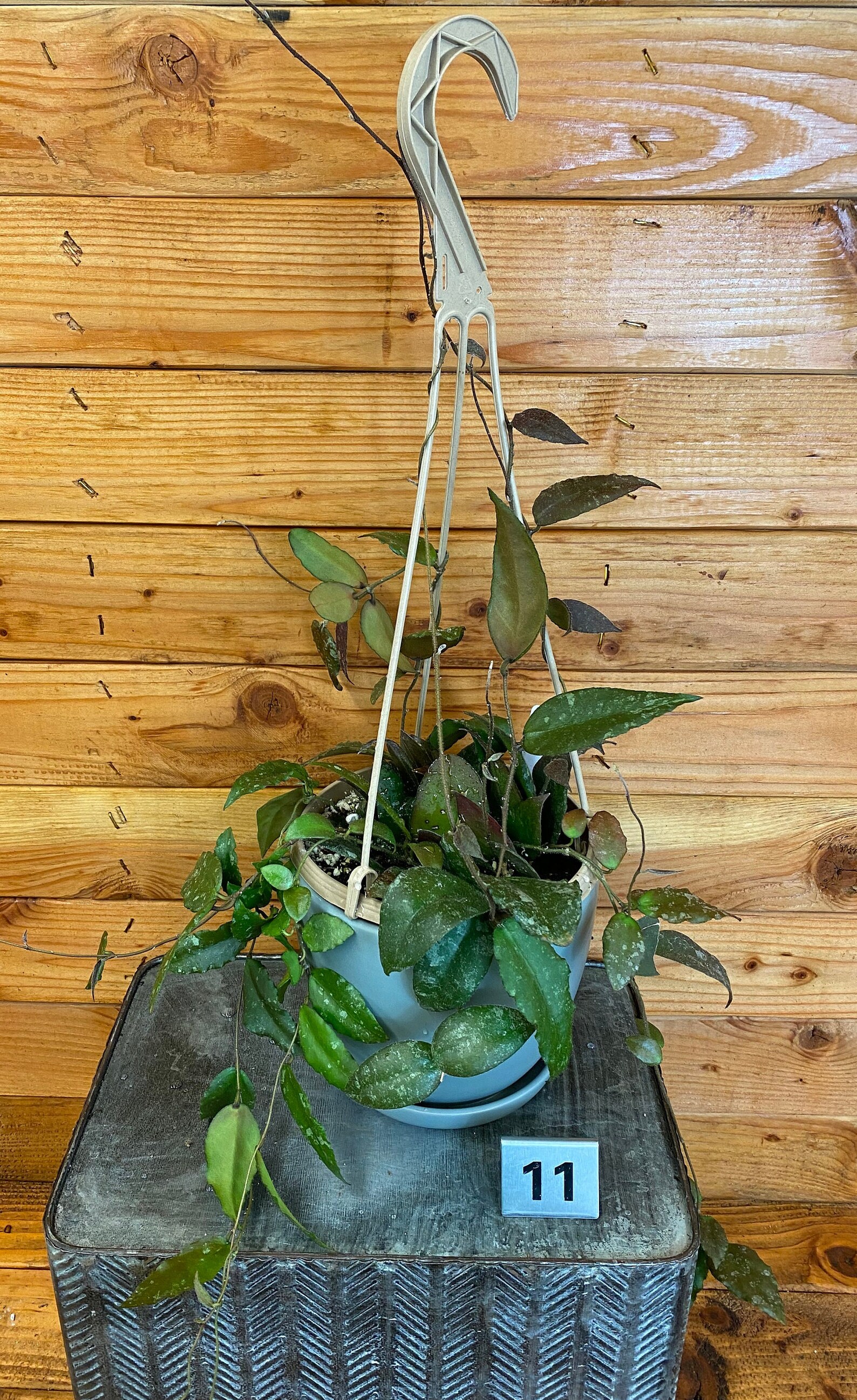 Hoya Caudata Sumatra 6 Plant - Etsy