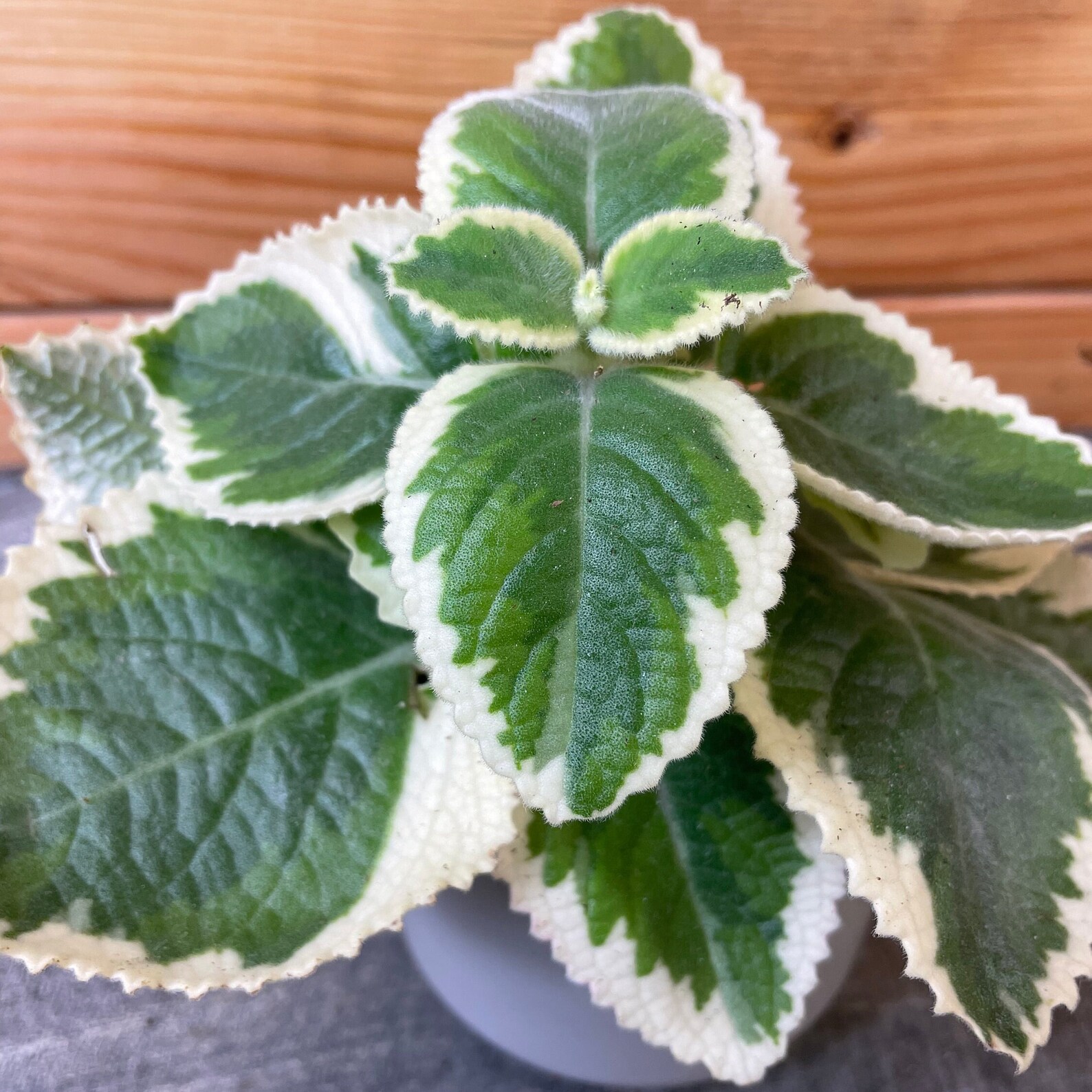 Plectranthus Variegated, 2" Plant - Etsy