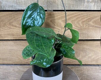 Hoya Waymaniae Borneo - Etsy