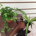 Foliage Gift Box, Box of 4 - Etsy